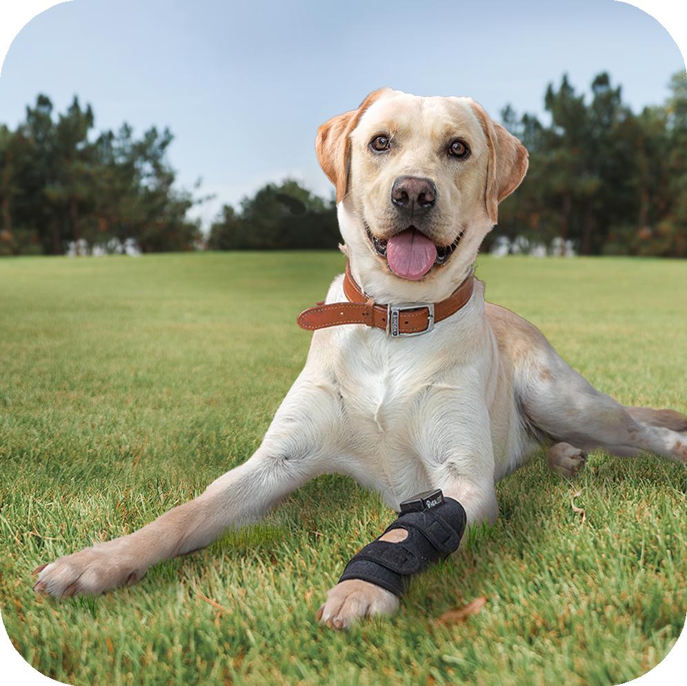 LED WRAPS – Pets Healed