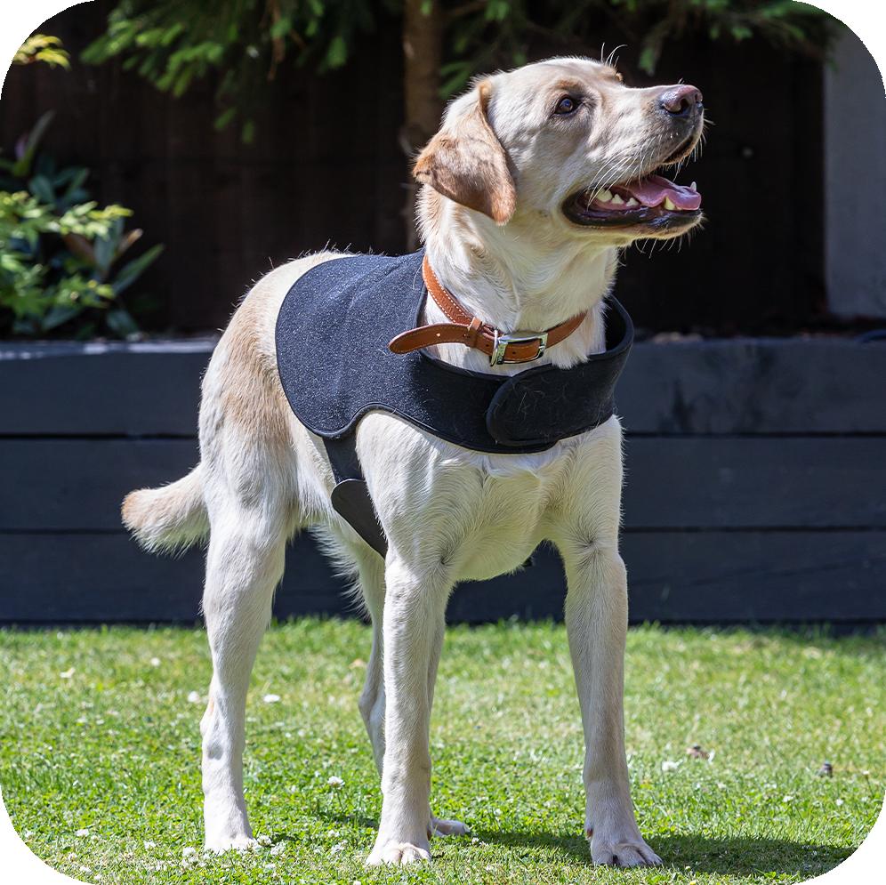 LED COATS – Pets Healed